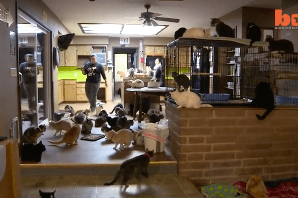 Cat House on the Kings: This Woman Lives With 1,000 Cats, But Why?