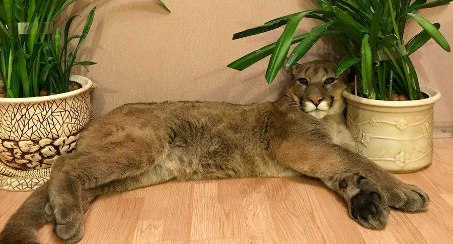 Messi the Puma Lives in an Apartment in Russia as a Pet