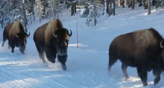 Video: Yellowstone Snowmobilers Witness Thrilling Bison Stampede - Wide ...