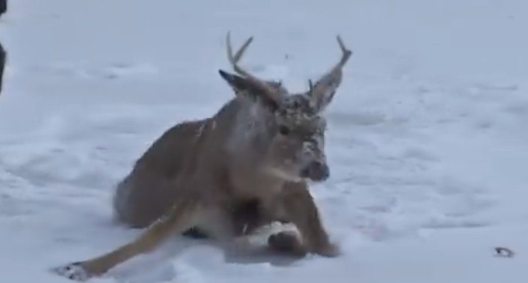 Video: Prepare to Have Your Heart Warmed by This Deer Rescue - Wide ...
