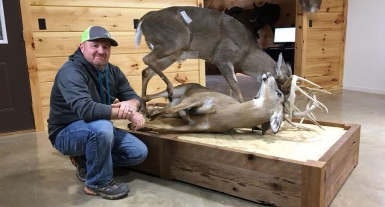 10 of the Greatest Taxidermy Jobs Ever - Wide Open Spaces