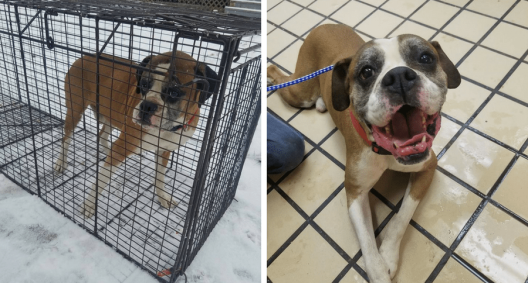 Dog Rescued from Freezing Cold Is Happier Than Ever
