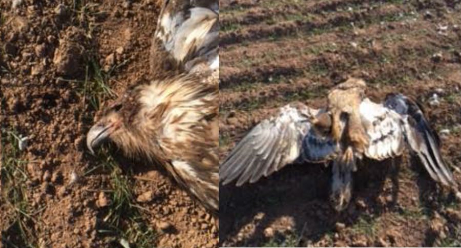 Oregon State Police Looking for Leads on Poaching of Three Bald Eagles ...