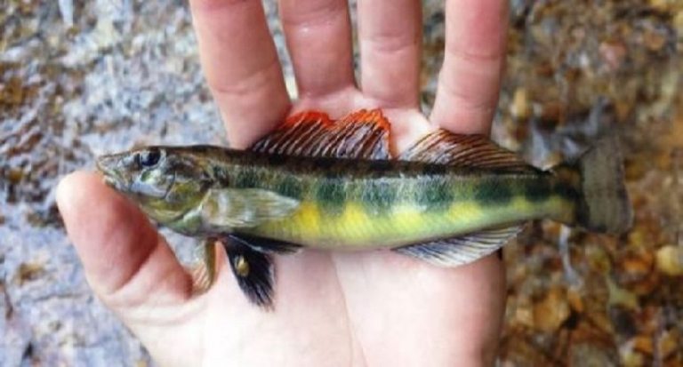 The TVA Discovered a New Fish Species - Wide Open Spaces
