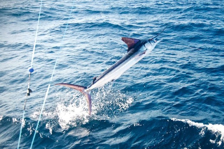 Fly Fishing Marlin on the FADs in Costa Rica - Wide Open Spaces