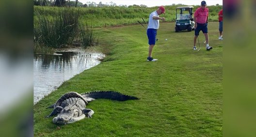 Gator vs. Python: Take a Drop or Play Through? - Wide Open Spaces