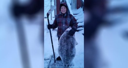 Inuk Boy Kills Seal with Hockey Stick, Then Gets Both Celebrated and ...