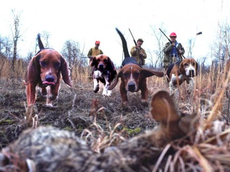 Everything You Need to Know About Late-Season Rabbit Hunting - Wide ...