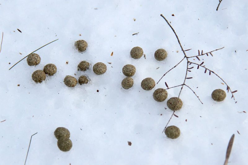 How to Tell the Difference Between Squirrel and Rabbit Tracks - Wide ...