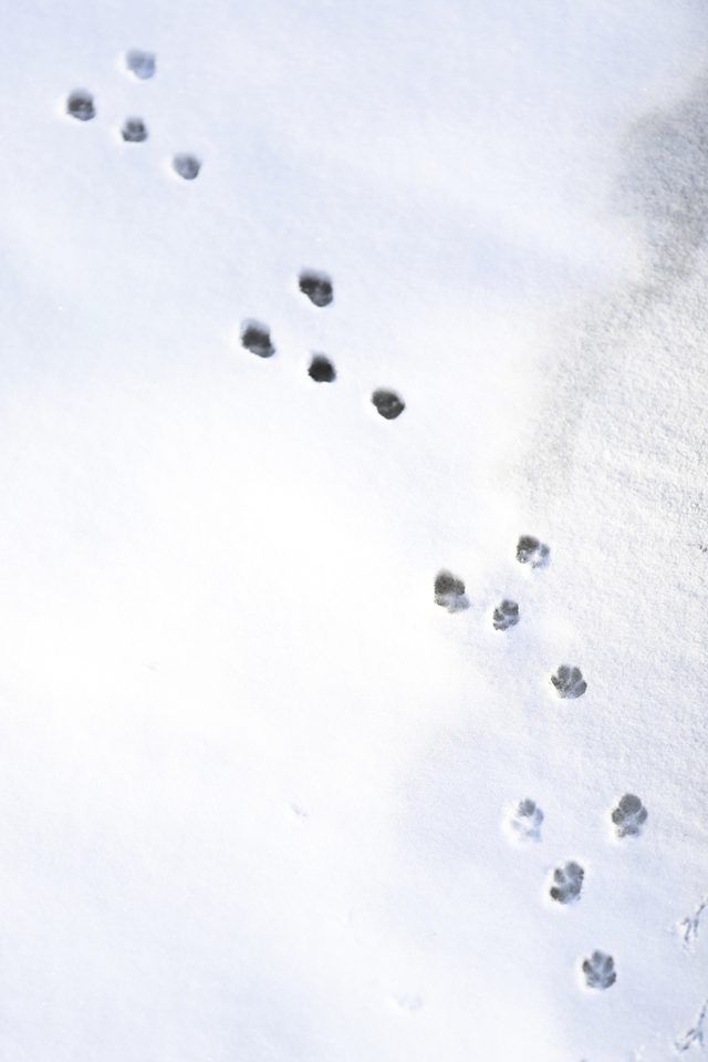 How to Tell the Difference Between Squirrel and Rabbit Tracks - Wide ...