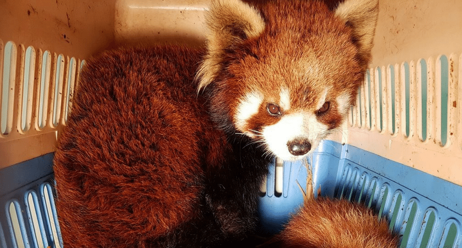 Red Pandas Captured in Laos Pointing to Illegal Pet Trade