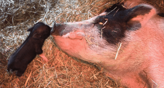 Pig Rescued from Hurricane Harvey Surprised Everyone with Piglets