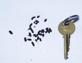 How to Tell the Difference Between Squirrel and Rabbit Tracks - Wide ...