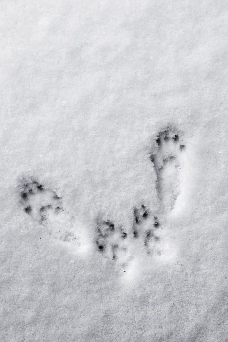 How to Tell the Difference Between Squirrel and Rabbit Tracks - Wide ...