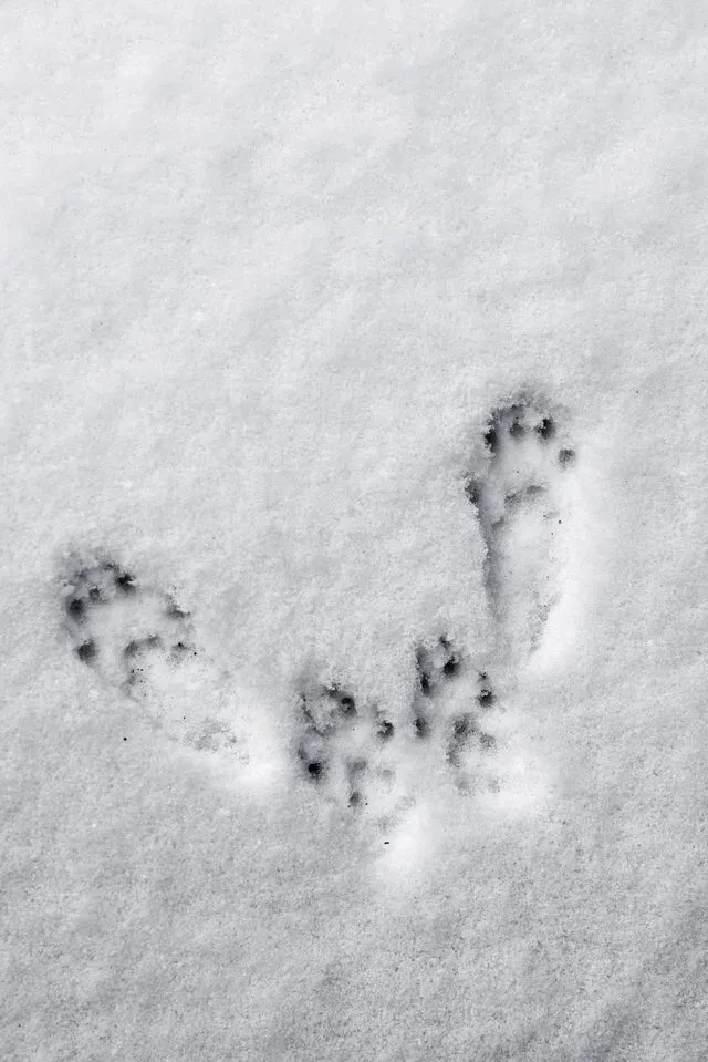 How to Tell the Difference Between Squirrel and Rabbit Tracks - Wide ...