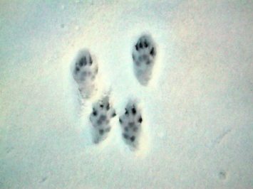 How to Tell the Difference Between Squirrel and Rabbit Tracks - Wide ...