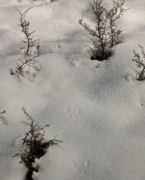 How to Tell the Difference Between Squirrel and Rabbit Tracks - Wide ...