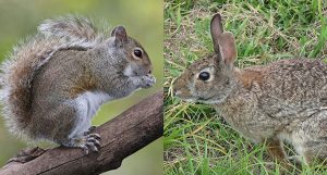 How to Tell the Difference Between Squirrel and Rabbit Tracks - Wide ...