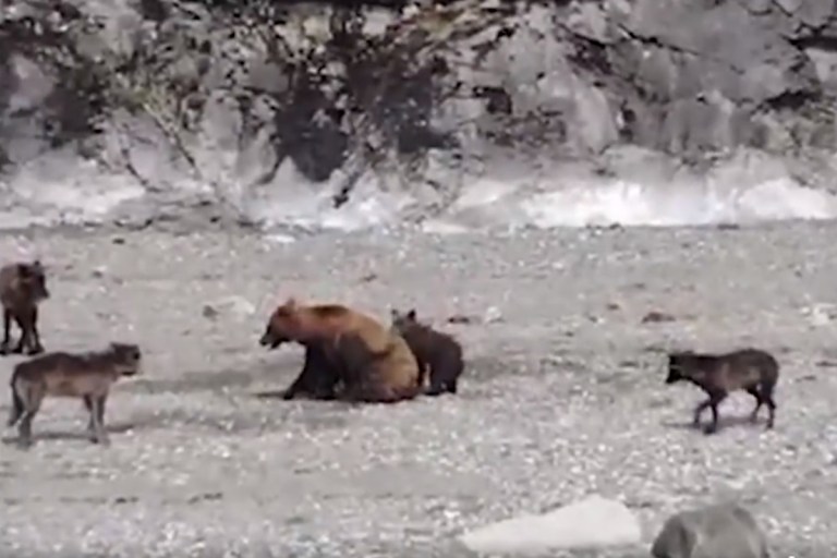 Trail Camera Captures Up-Close Clip of Wolf Howling - Wide Open Spaces