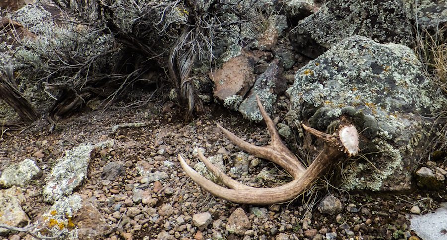 DNR Rigging Antlers with GPS and Cameras to Catch Early Shed Hunters ...