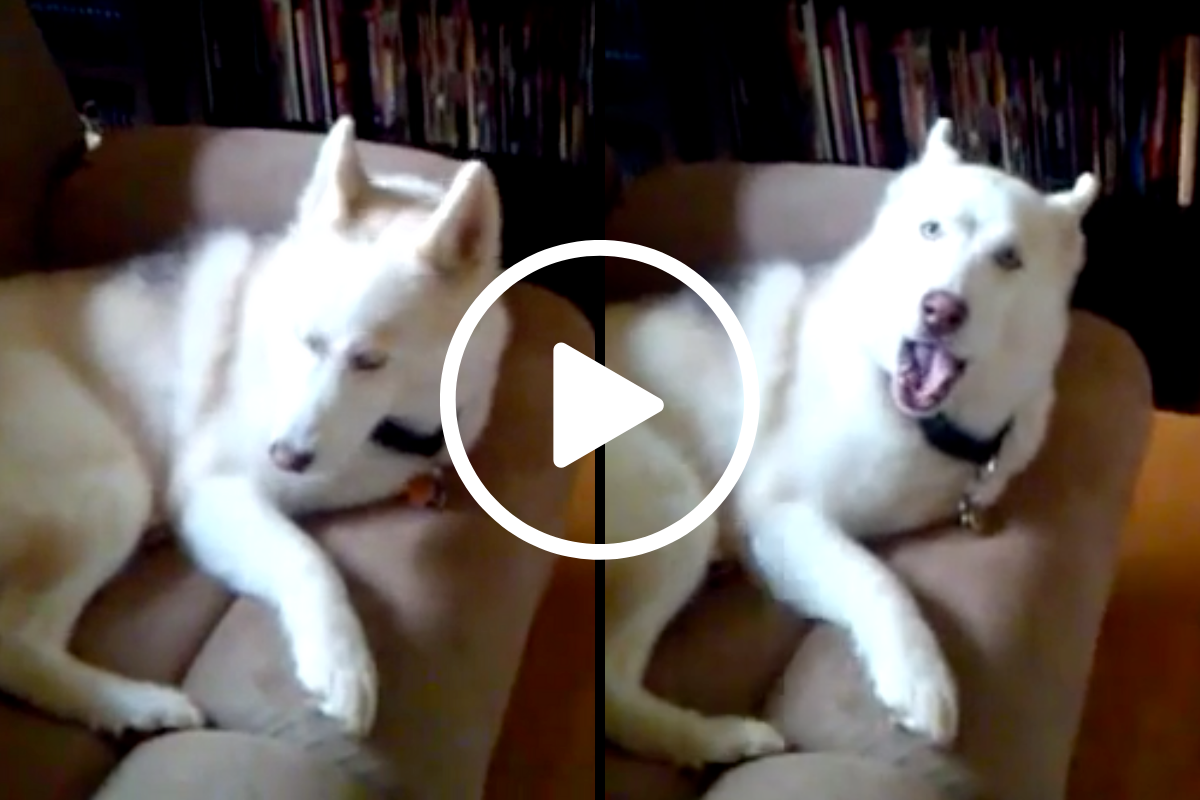 Brian The Husky Throws Attitude When It's Time For His "House" [VIDEO]