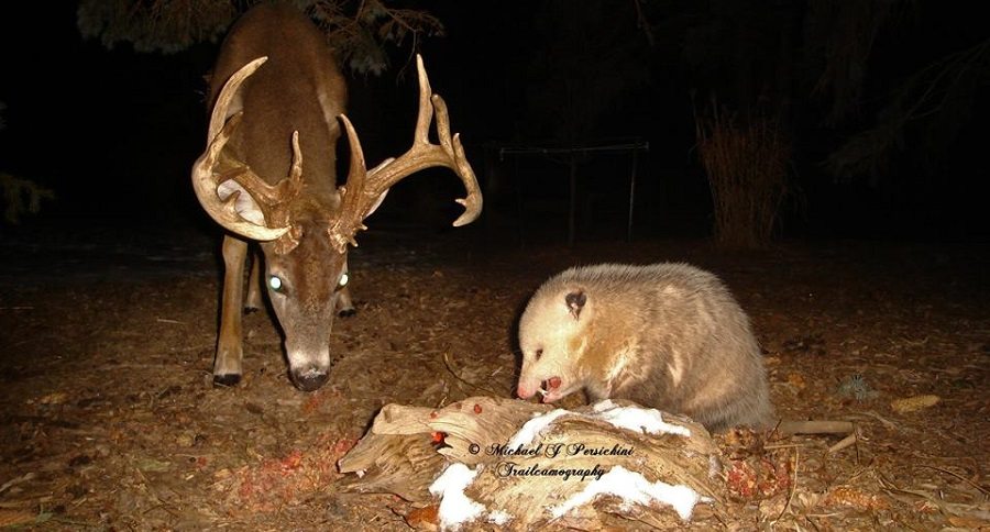 Trail Cam Tuesday: 15 Cool Captures Submitted By Our Readers - Wide ...