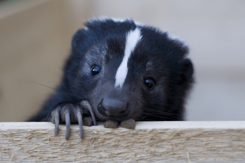 Skunks As Pets: Where They're Legal + How To Care For One