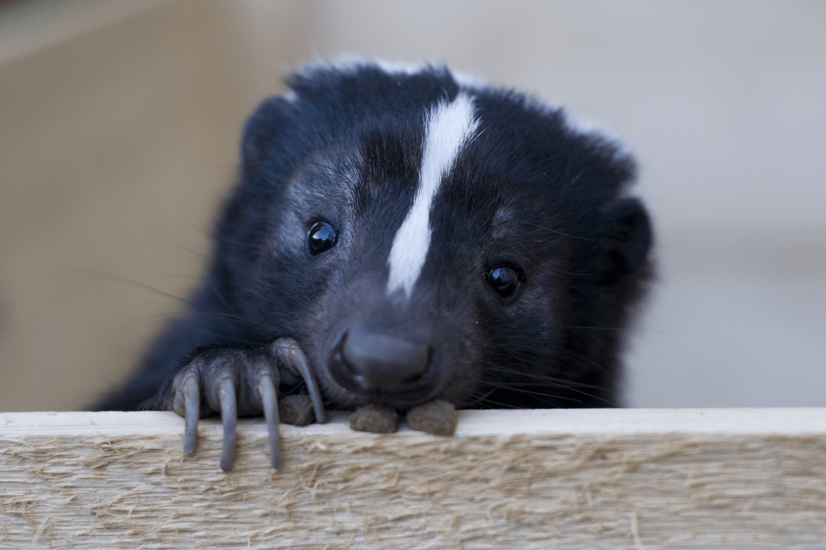 Skunks As Pets: Where They're Legal + How To Care For One