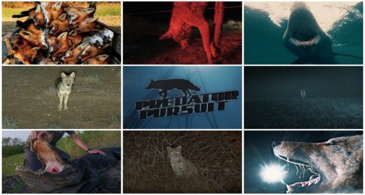 How to Easily Skin a Bobcat on Your Own - Wide Open Spaces