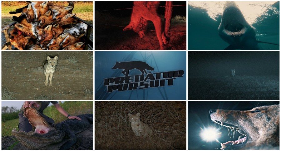 How to Easily Skin a Bobcat on Your Own - Wide Open Spaces