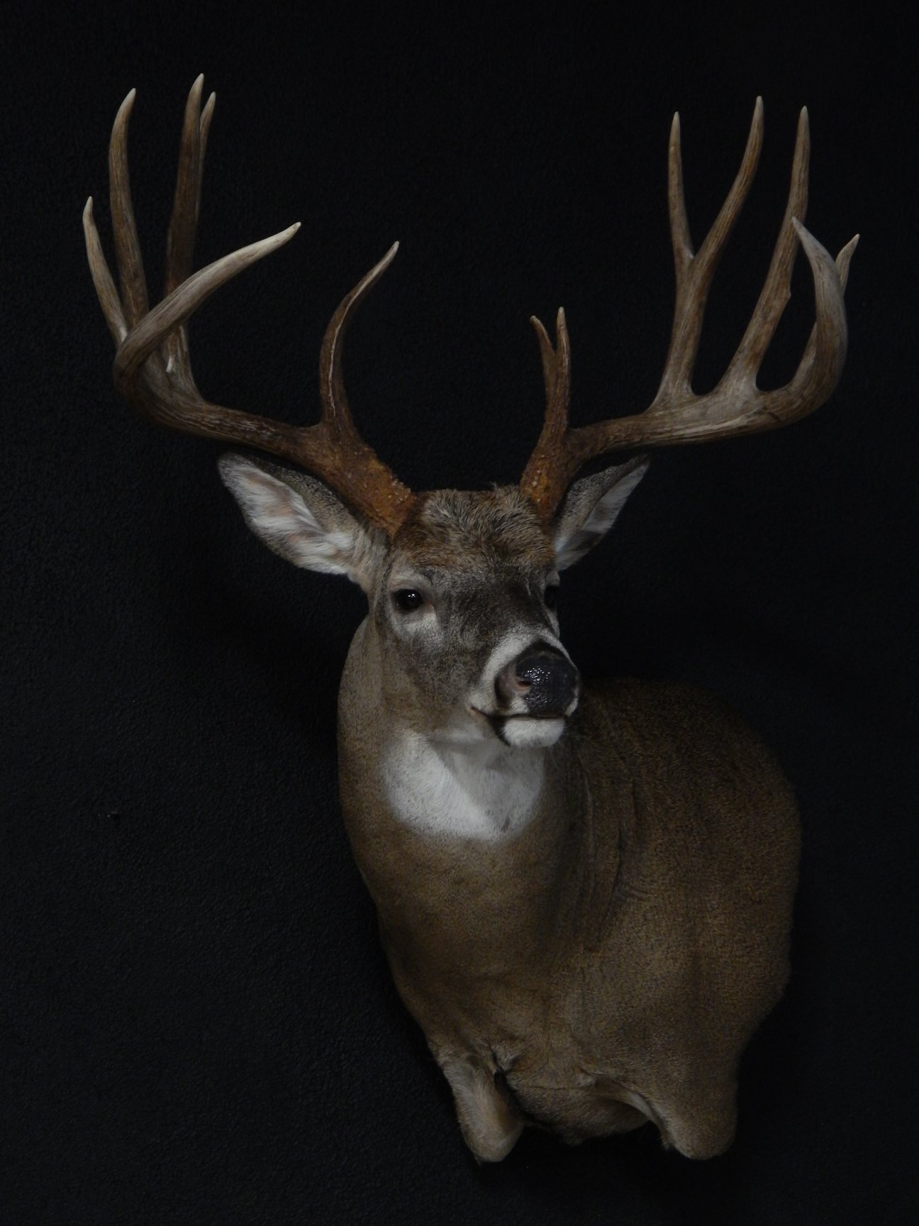 Don Higgins's Deer Mounts from His Epic 2017 Season Are Officially Done ...