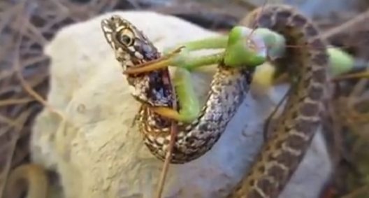 The Parasites Inside This Praying Mantis Will Give You Nightmares