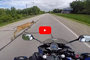 Deer vs. Vehicle Highway Crash in Minnesota Ends in Large Fire - Wide ...