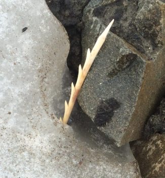 1,000-Year-Old Copper Hunting Arrowhead Found in Melting Yukon Ice ...