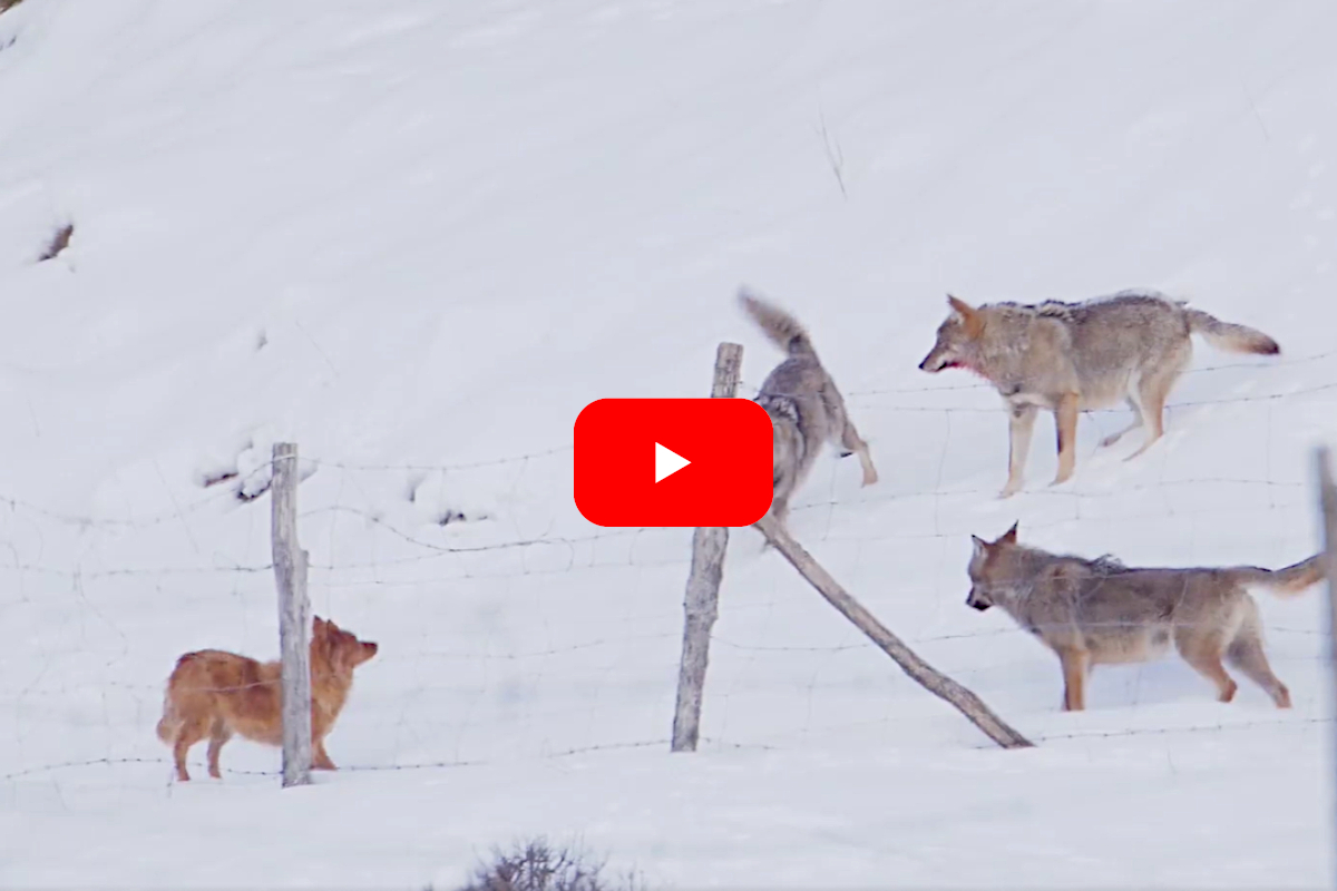Check Out This Wolf Pack's Incredible Teamwork While Hunting a Moose ...