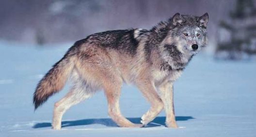 44 Wolves Taken in Wyoming Wolf Hunting Season - Wide Open Spaces