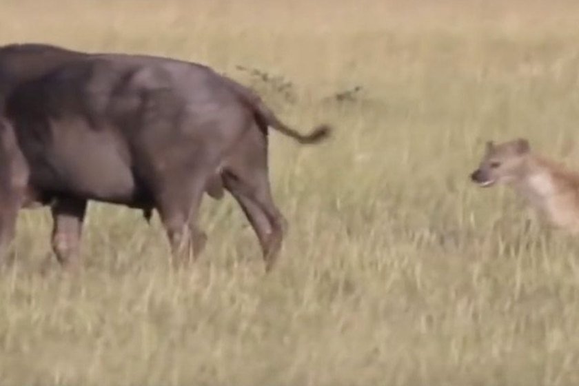 Hyena Bites Cape Buffalo in the Most Sensitive of Spots - Wide Open Spaces