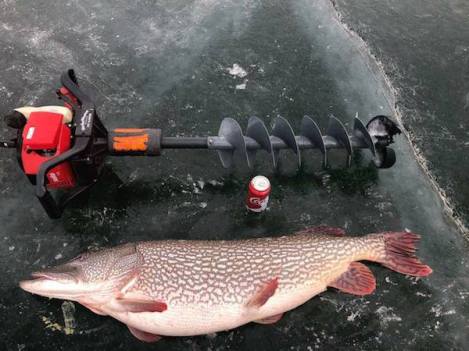 Monster Northern Pike Comes Out of the Ice in South Dakota - Wide Open ...
