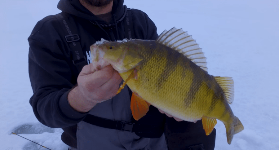 Idaho's Cascade Lake Produces Some Monster Perch - Wide Open Spaces