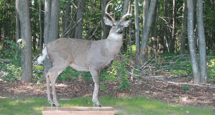 Robotic Deer, Bears, Elk and Even Foxes Help Catch Poachers - Wide Open ...