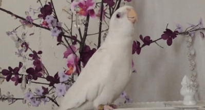 Cockatiel Sings 'If You're Happy and You Know It' and Really Gets into It