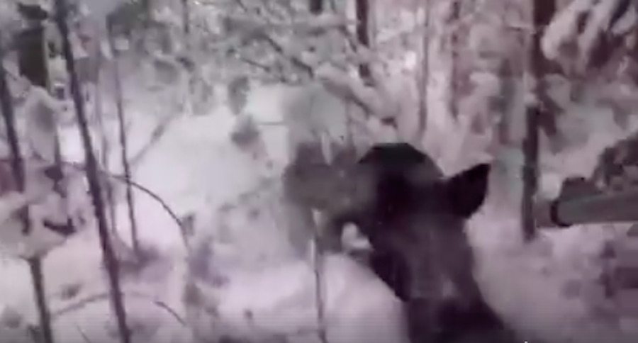 Horrifying Wild Boar Attack Caught on Security Camera - Wide Open Spaces