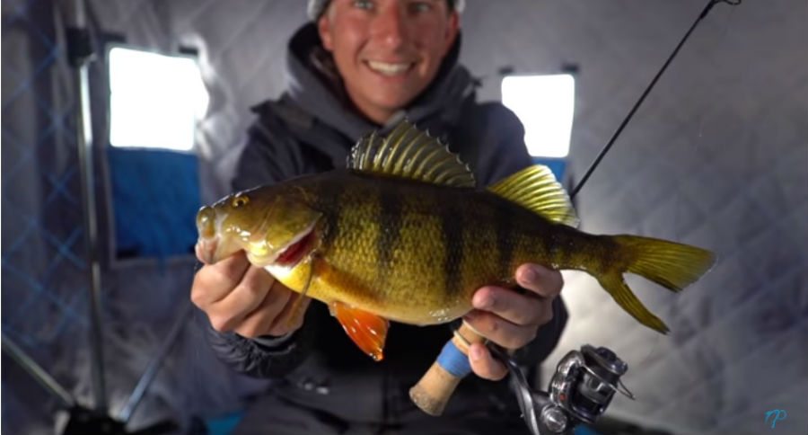 Video: Ice Fishing Produces Monster Yellow Perch for apbassing - Wide ...