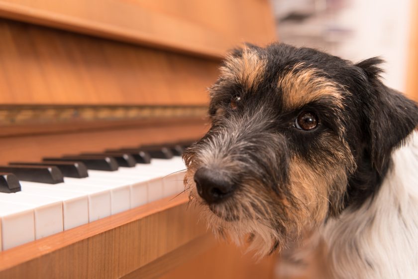 11 Best Songs About Dogs from Country to Classics