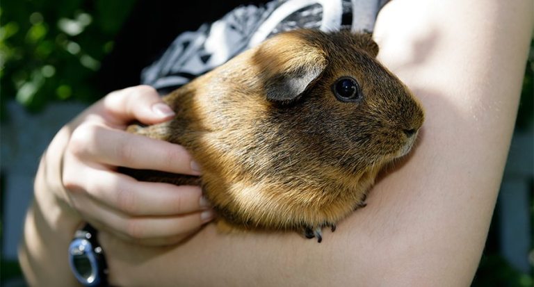 Here's How to Hold a Guinea Pig Correctly