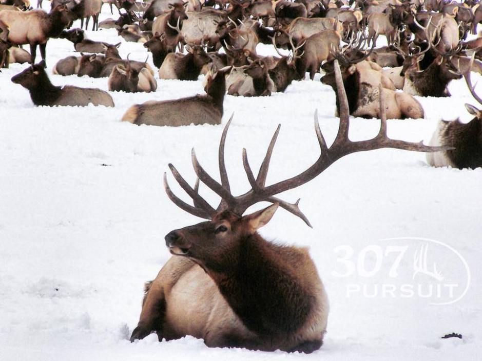 Wyoming Loses a Legend: Brutus the Larger Than Life Monster Bull Elk ...