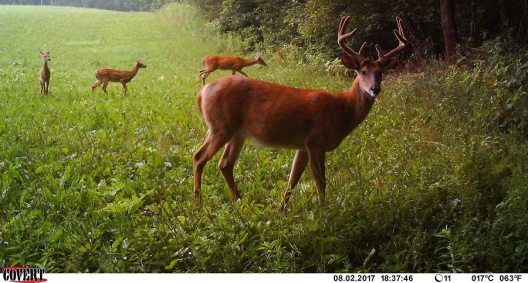 Trail Cam Tuesday: 10 Cool Captures Submitted by Our Readers - Wide ...