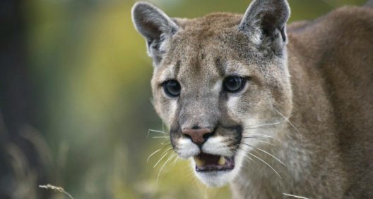 FWS Finally Confirms Eastern Cougar Extinct - Wide Open Spaces