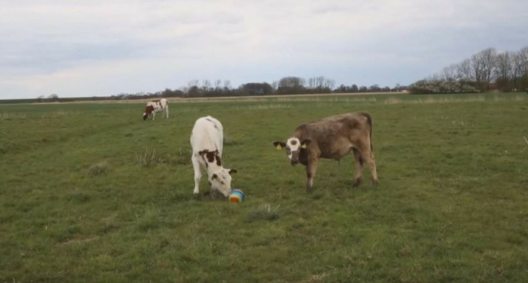 Cows Do Have Best Friends: Here Are 2 Examples