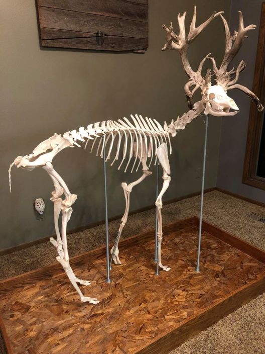 Fully Assembled Deer Skeleton is Eye Candy for the Whitetail Lover ...